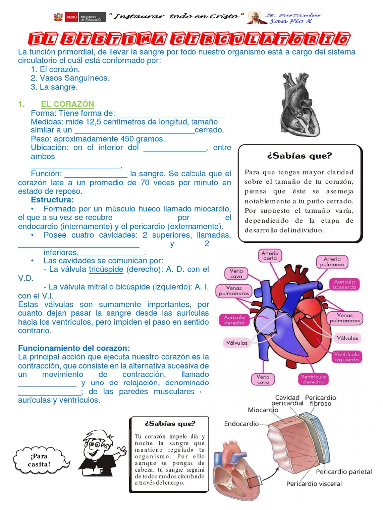 El Sistema Circulatorio | PDF | Sistema circulatorio | Sangre