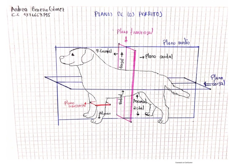 Andrea Bareño Planos de Un Perro | PDF