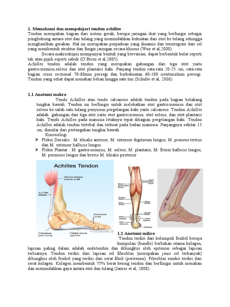 Anatomi dan Ruptur Tendon Achilles | PDF | Ilmu Sosial | Kesehatan Holistik