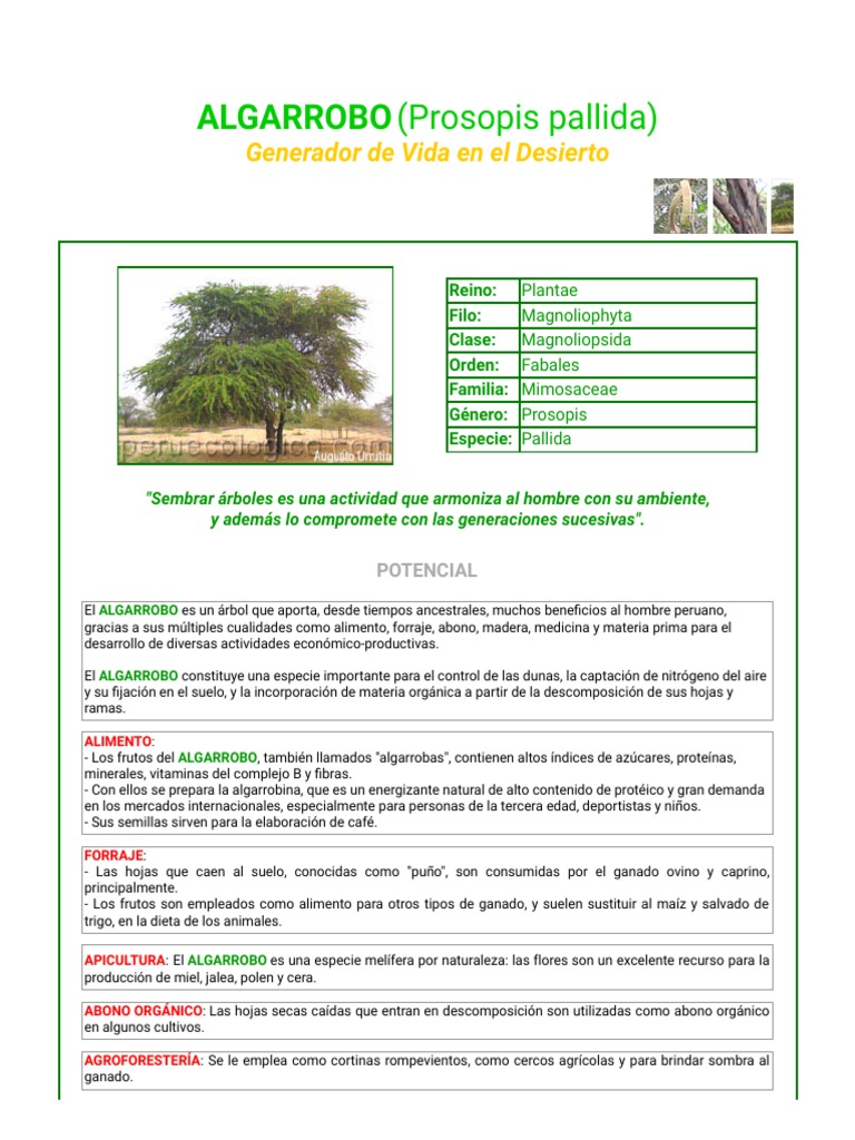ALGARROBO (Prosopis Pallida) | PDF | Plantas | Botánica