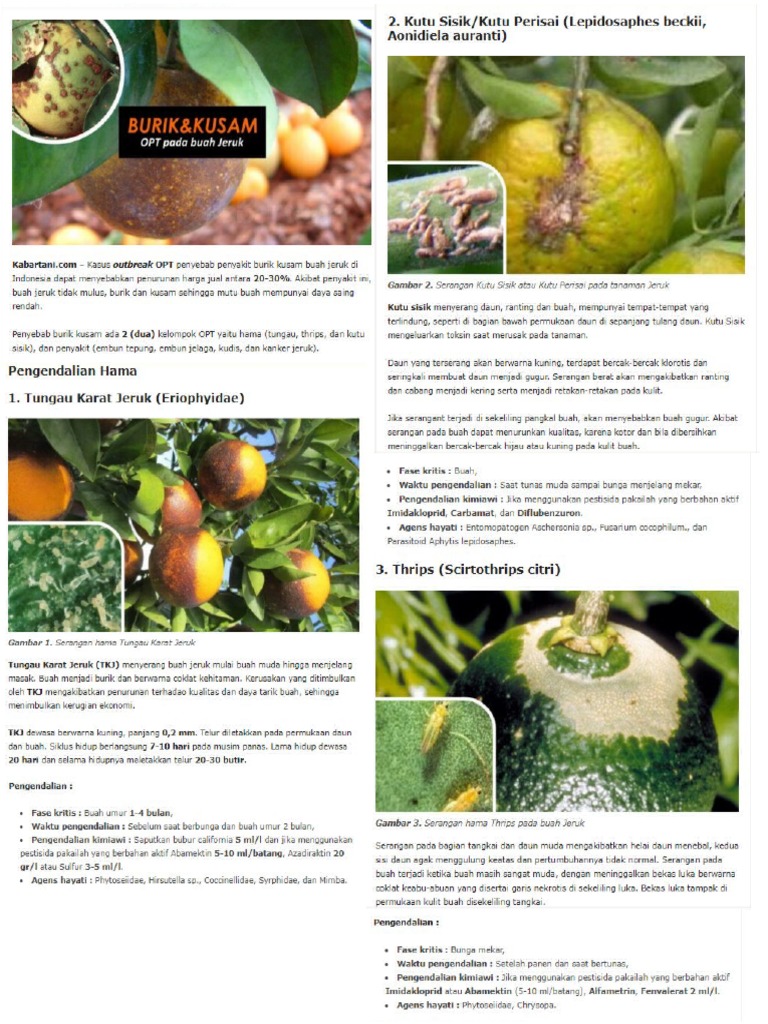 Hama Dan Penyakit Pada Jeruk | PDF