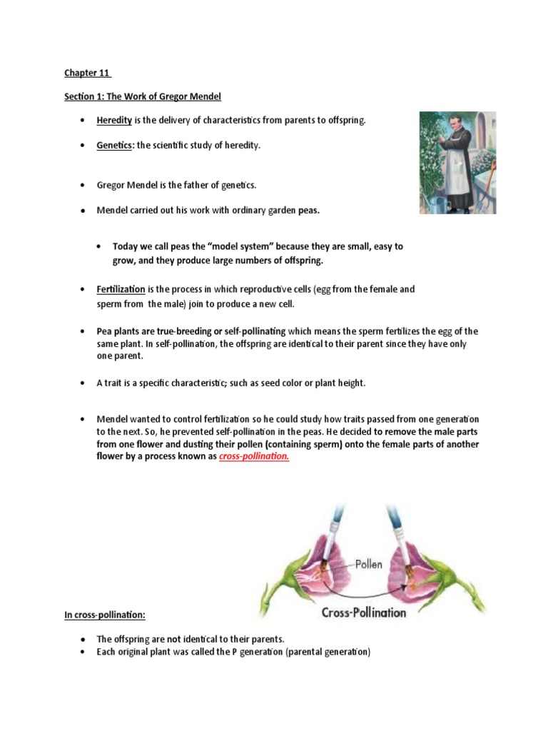 Genetics 101 + Exercises | PDF | Dominance (Genetics) | Zygosity