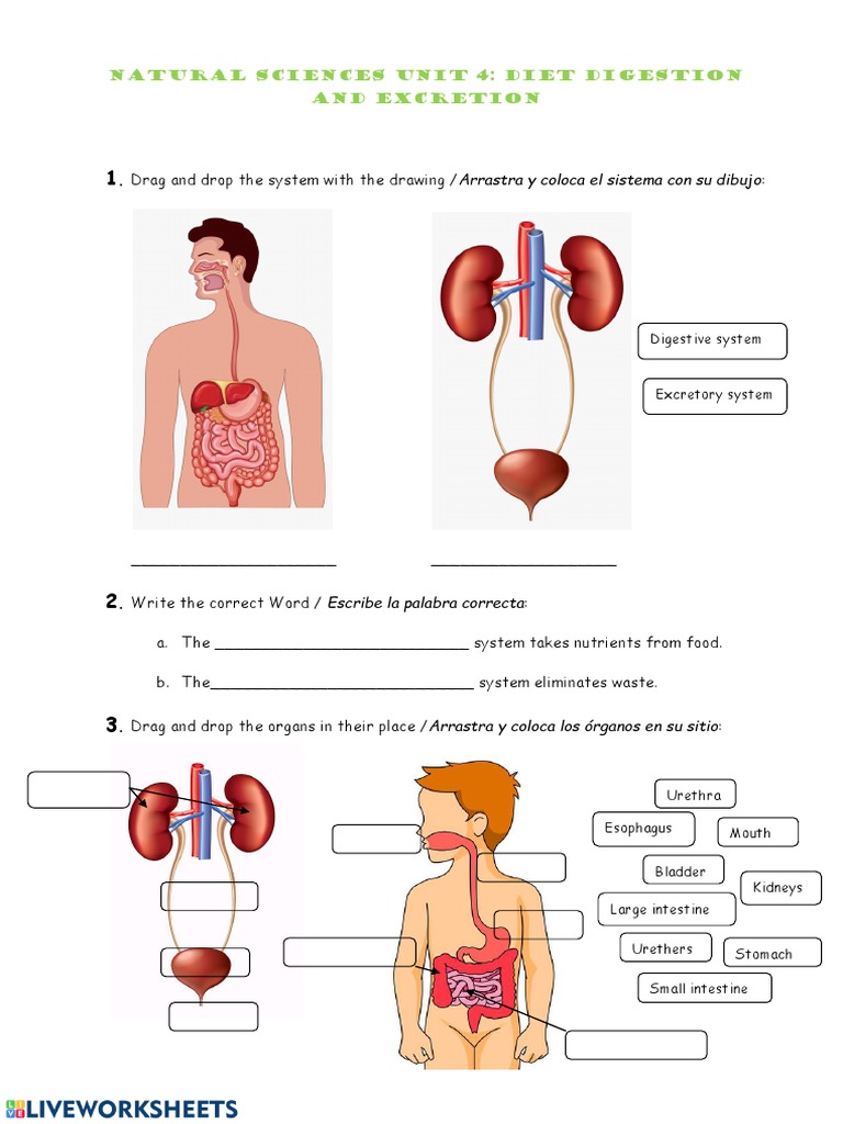Diet Digestion And Excretion Pdf