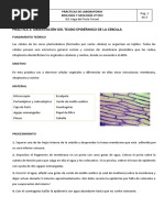 Observación de Células de Corcho al Microscopio | PDF