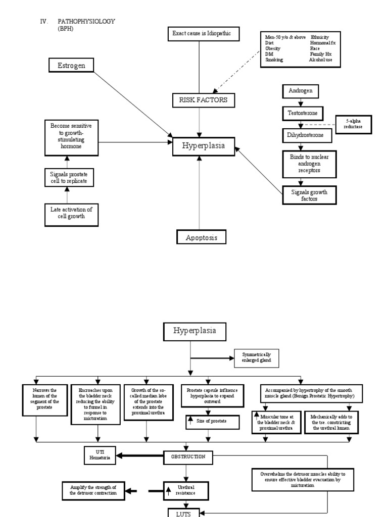 BPH Pathophysiology | PDF | Animal Anatomy | Genitourinary System
