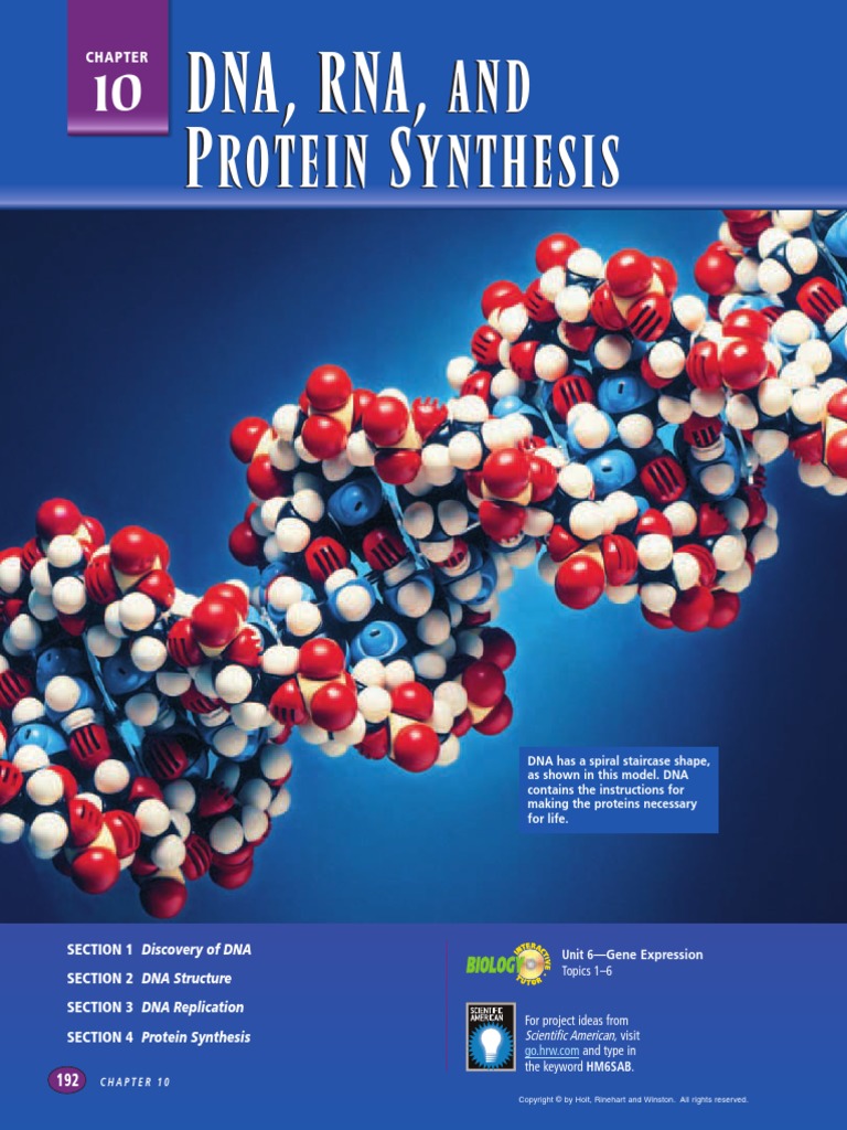 Dna Rna and Protein Synthesis | PDF | Dna Replication | Dna