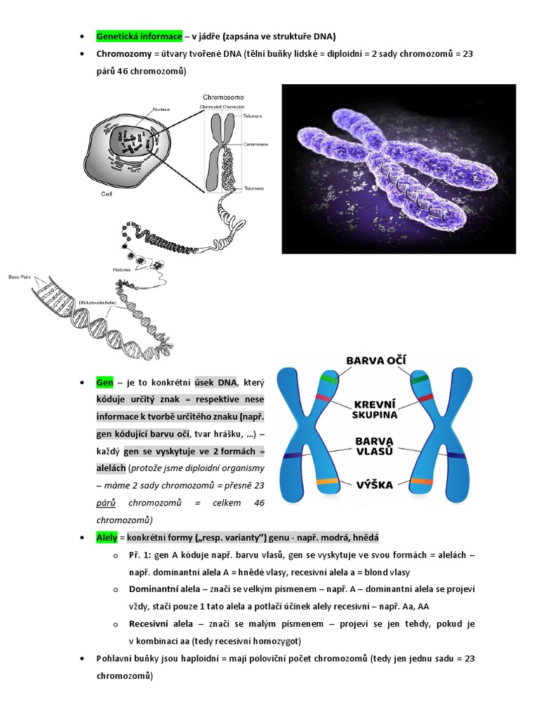 Genetika - Příklady | PDF