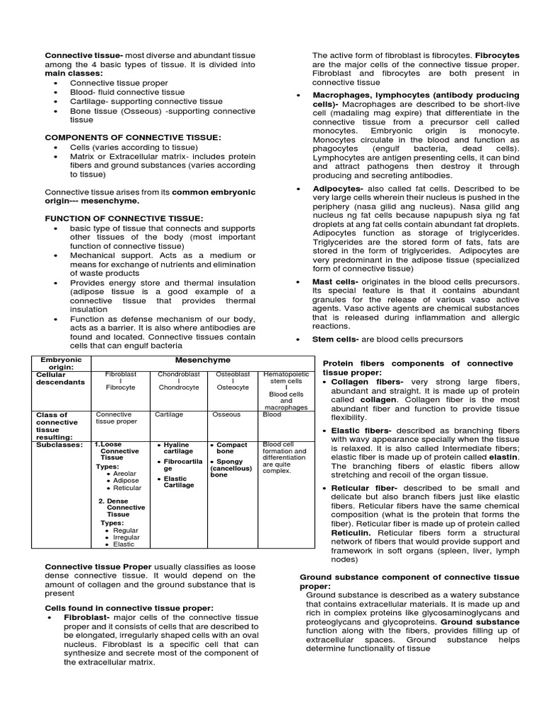 Connective Tissue Notes | PDF | Connective Tissue | Bone