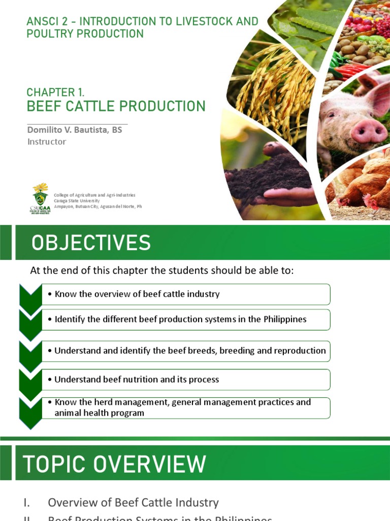 Overview of Beef Cattle Production in the Philippines | PDF
