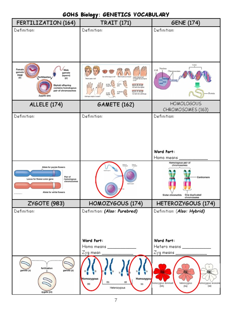 High School Genetics Terms | PDF