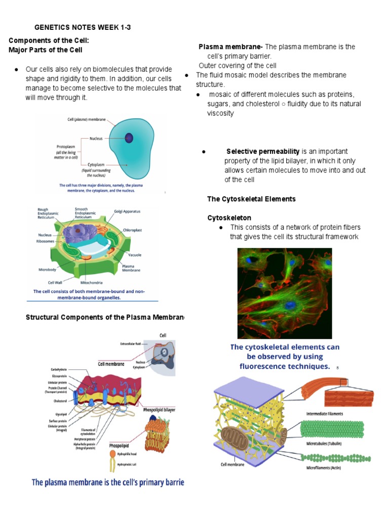 Genetics Notes Week 1-3 | PDF | Mitosis | Meiosis