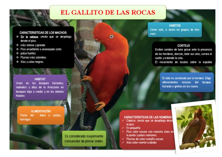 Infografía sobre el gallito de las rocas | PDF