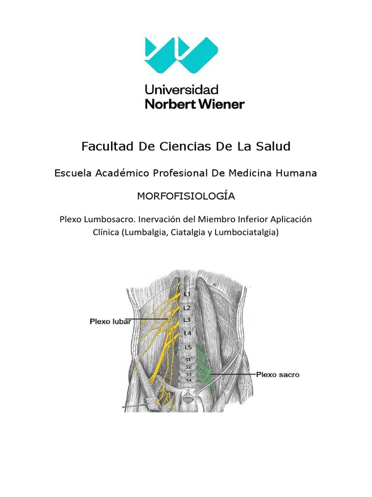 Inervación del Miembro Inferior y Plexo Lumbosacro | PDF | Dolor lumbar ...