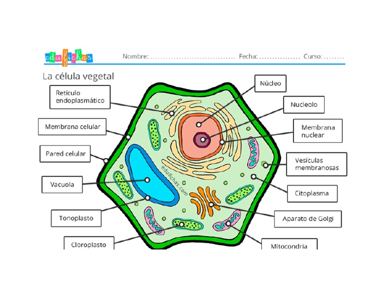 Celula Vegetal | PDF