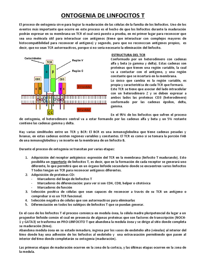 Ontogenia y Estructura de Linfocitos T | PDF | Célula T | Linfocitos