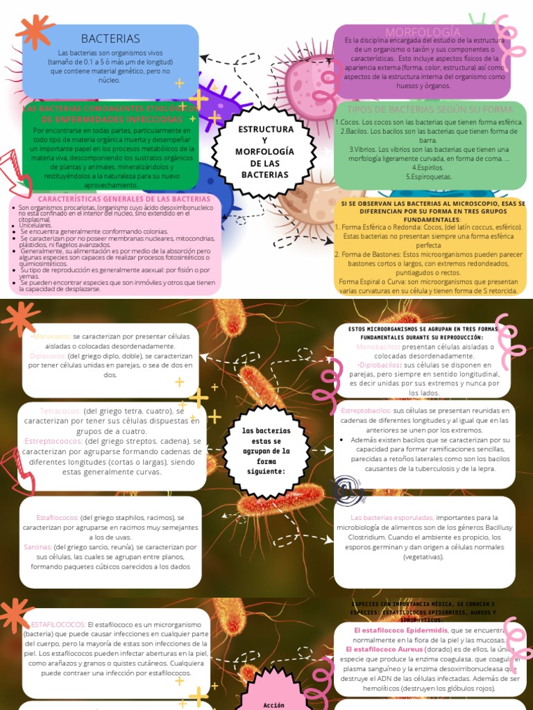 Mapa Conceptual Tema 2 | PDF | Las bacterias | Staphylococcus Aureus