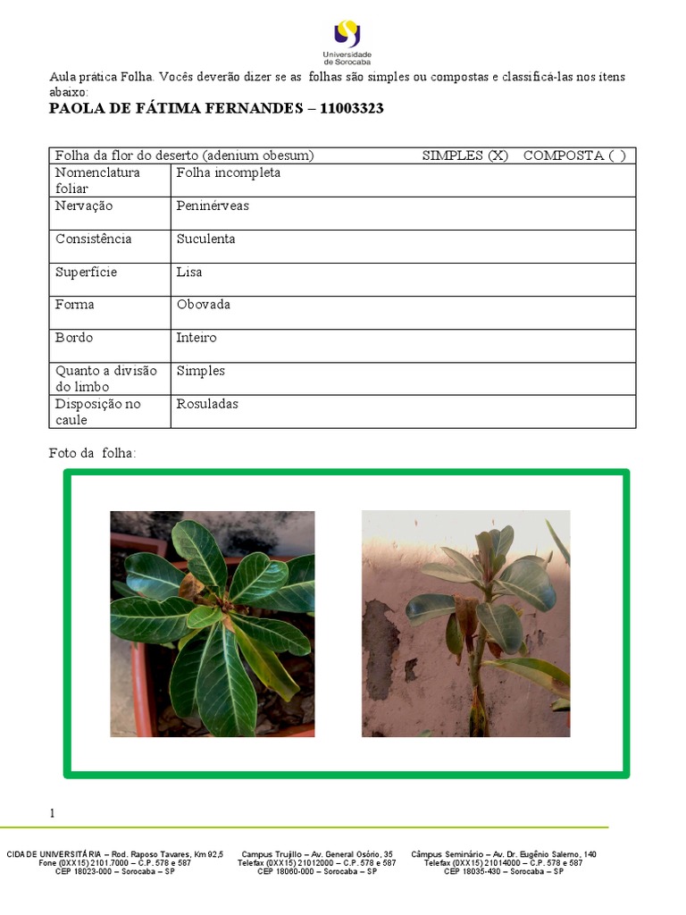 Classificação de Folhas: Simples e Compostas | PDF | Plantas | Folha