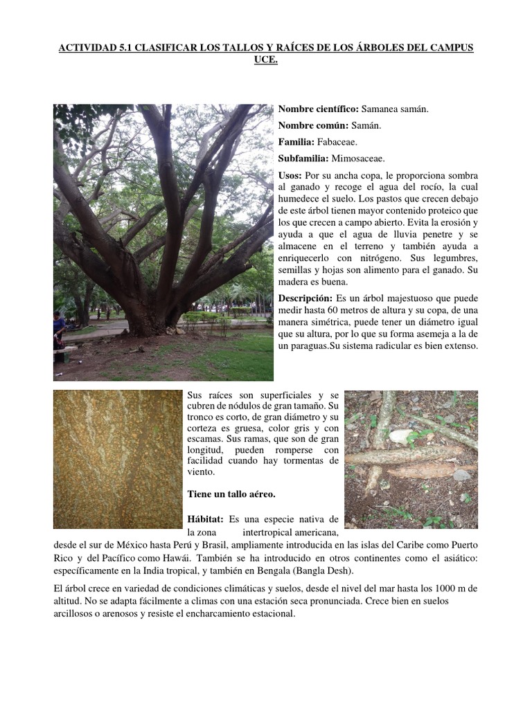 Actividad 5 | PDF | Coco | Arecaceae