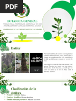 El Mamon en Venezuela | PDF | Alimentos | Plantas comestibles