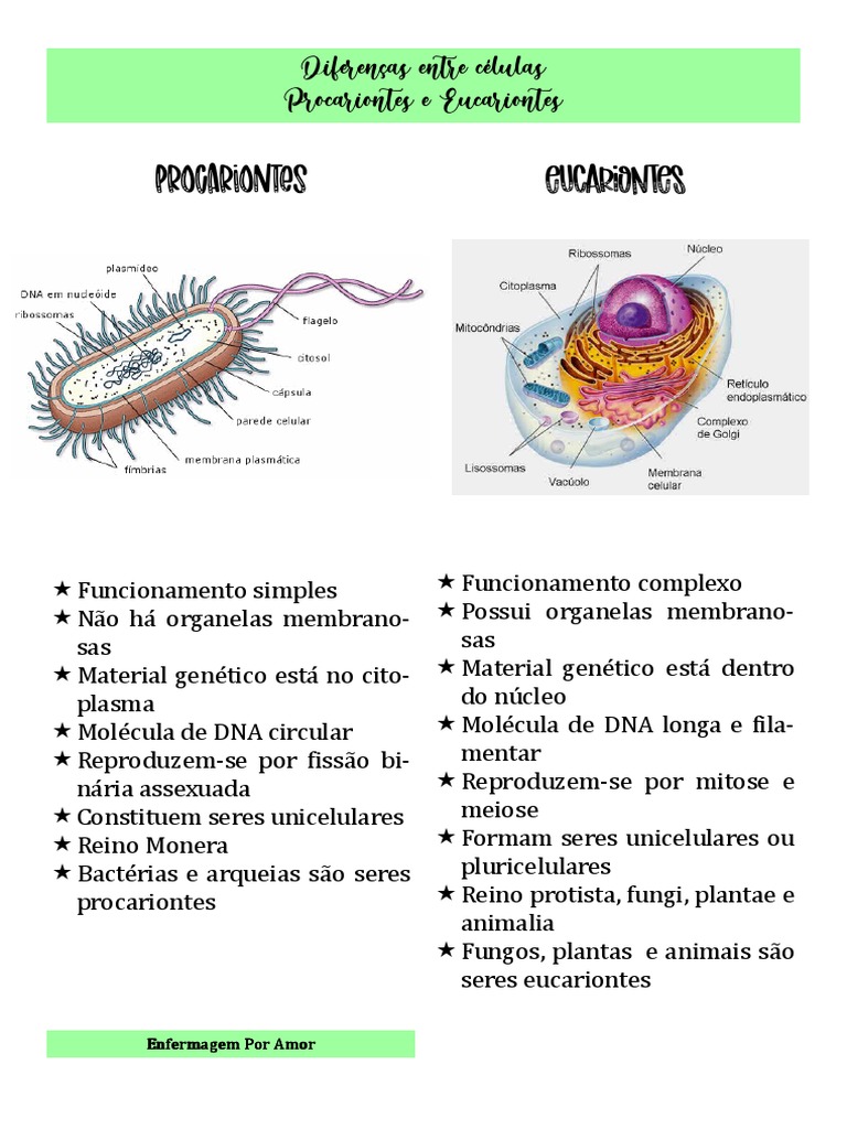 Diferenças Entre Células Procariontes e Eucariontes | PDF