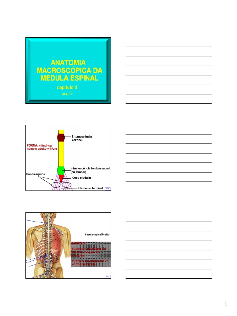 Medula | PDF | Medula espinhal | Sistema Locomotor
