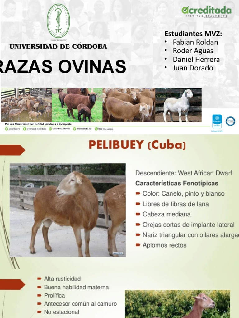 Razas Ovinas....... | PDF