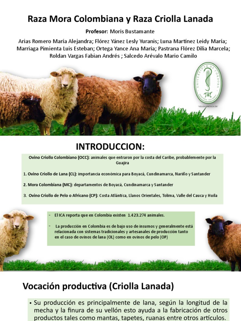 Raza Mora y Criolla de Ovinos en Colombia | PDF | Colombia | Oveja