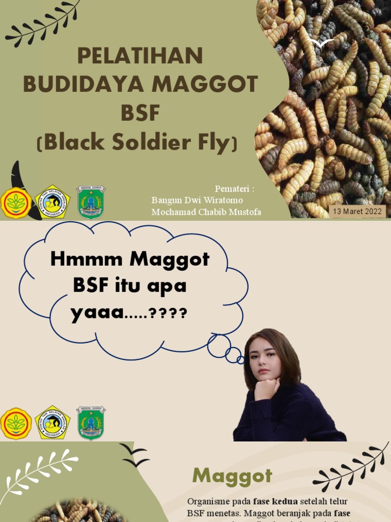 BUDIDAYA MAGGOT BSF (Black Soldier Fly) | PDF