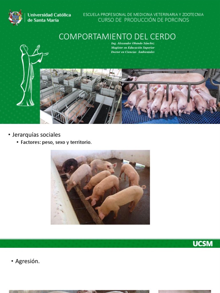 Comportamiento Del Cerdo | PDF | Amamantamiento | Cerdo