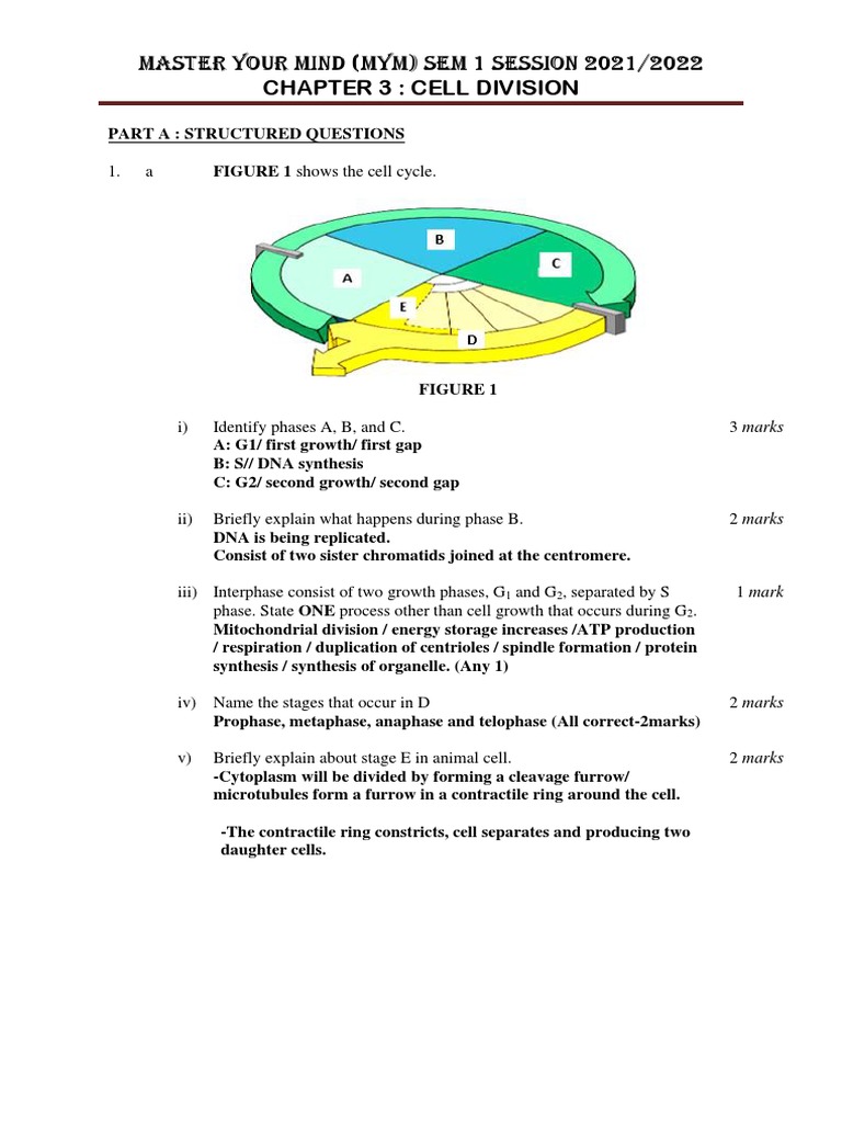Chapter 3 Cell Division MYM (Answer) | PDF | Mitosis | Meiosis