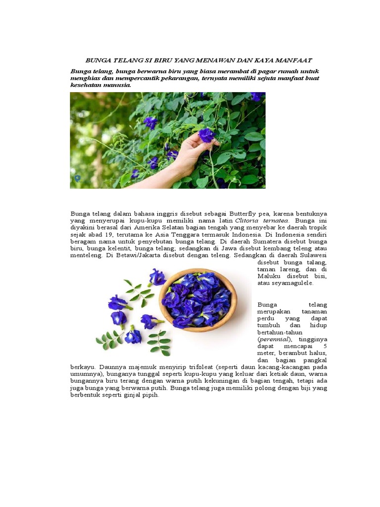 Bunga Telang Ok | PDF