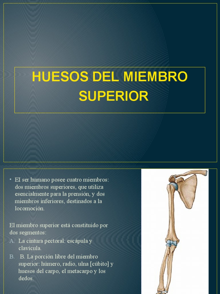 Huesos de Miembro Superior | PDF | Mano | Sistema esquelético