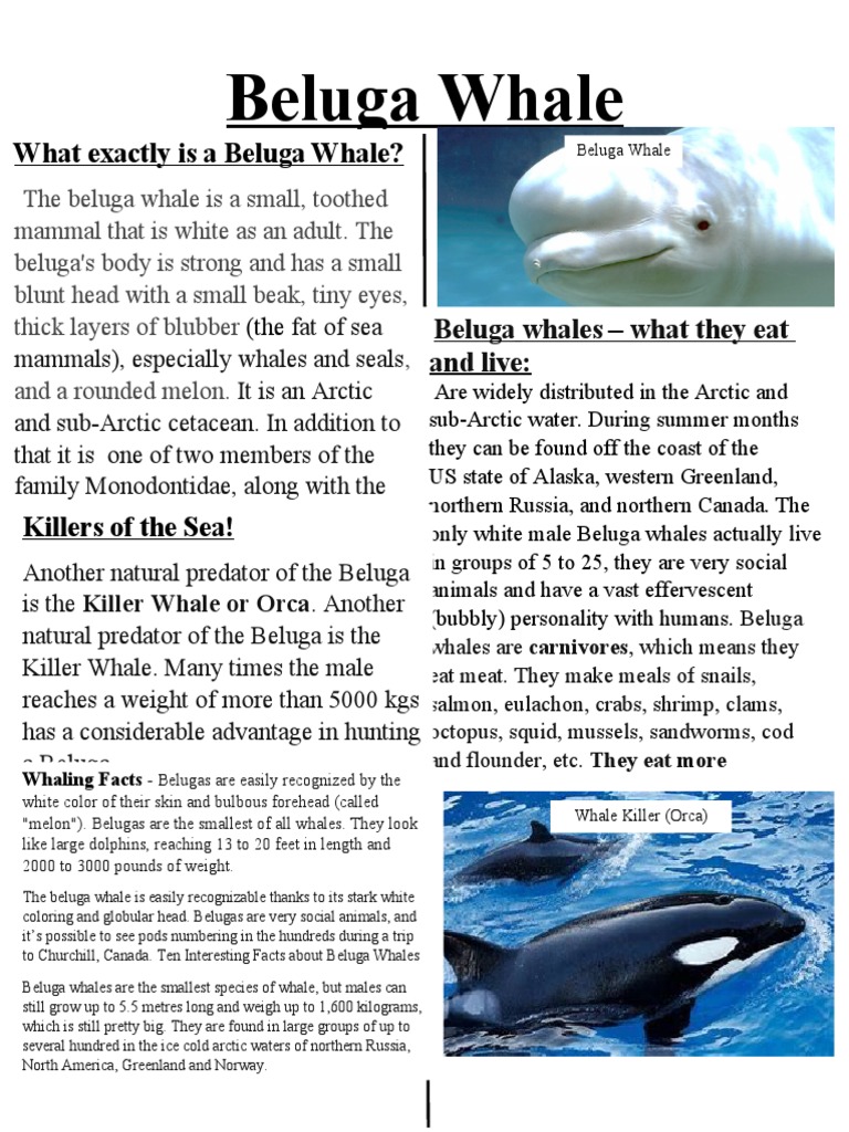 Beluga Whales | PDF | Cetacea | Whales