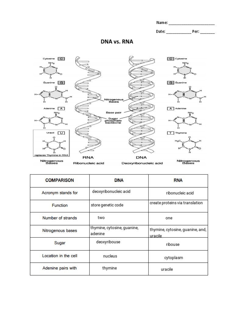 Jacob Gutierrez - Worksheet DNA RNA | PDF