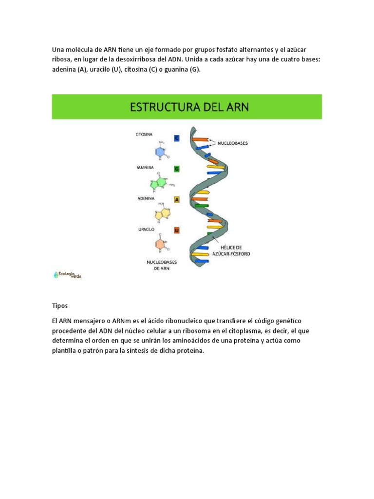Estructura y función del ARN mensajero | PDF