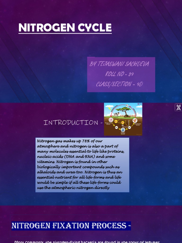Tejaswani Sachdeva 39 9D Science Project (Nitrogen Cycle) | Download grátis PDF | Nitrogen | Nitrate