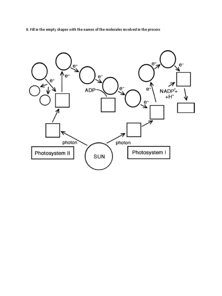 LIGHT REACTIONS - Docx ACTIVITY | PDF