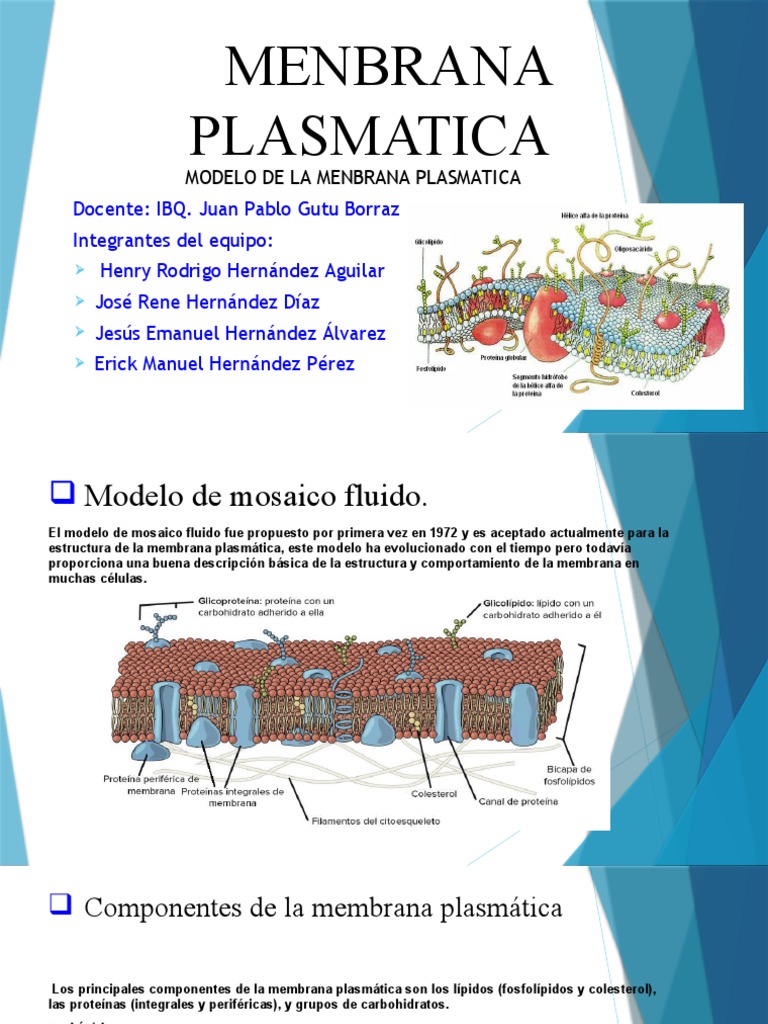 Menbrana Plasmatica | PDF | Membrana biológica | Membrana celular