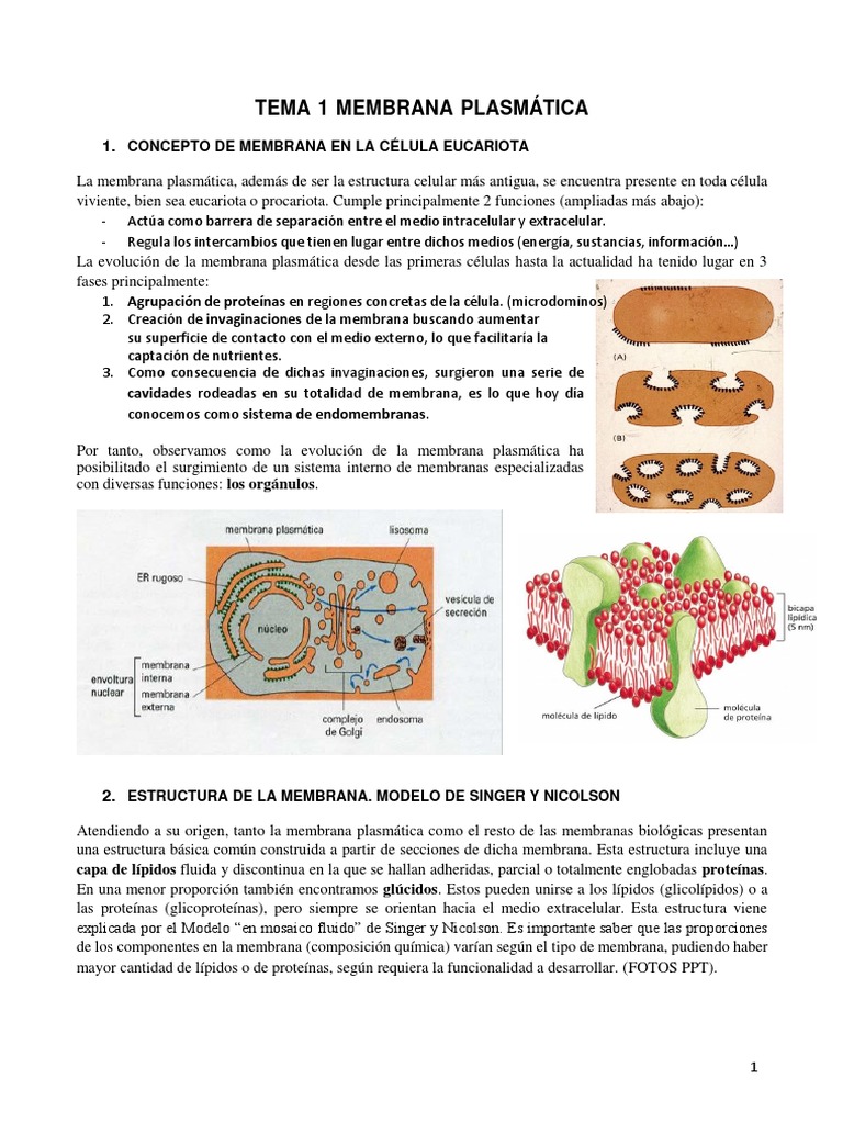 Evolución y Estructura de la Membrana Plasmática | PDF