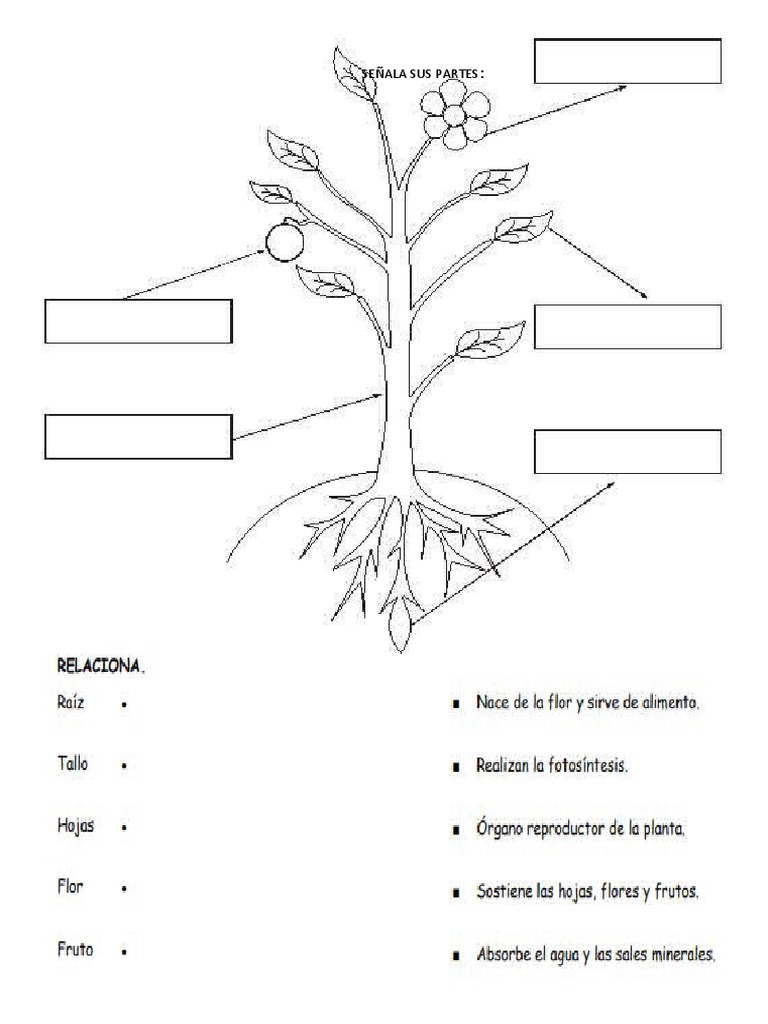 Partes de La Planta | PDF