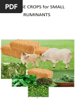 Module I. Beef Cattle Production | PDF | Cattle | Calf