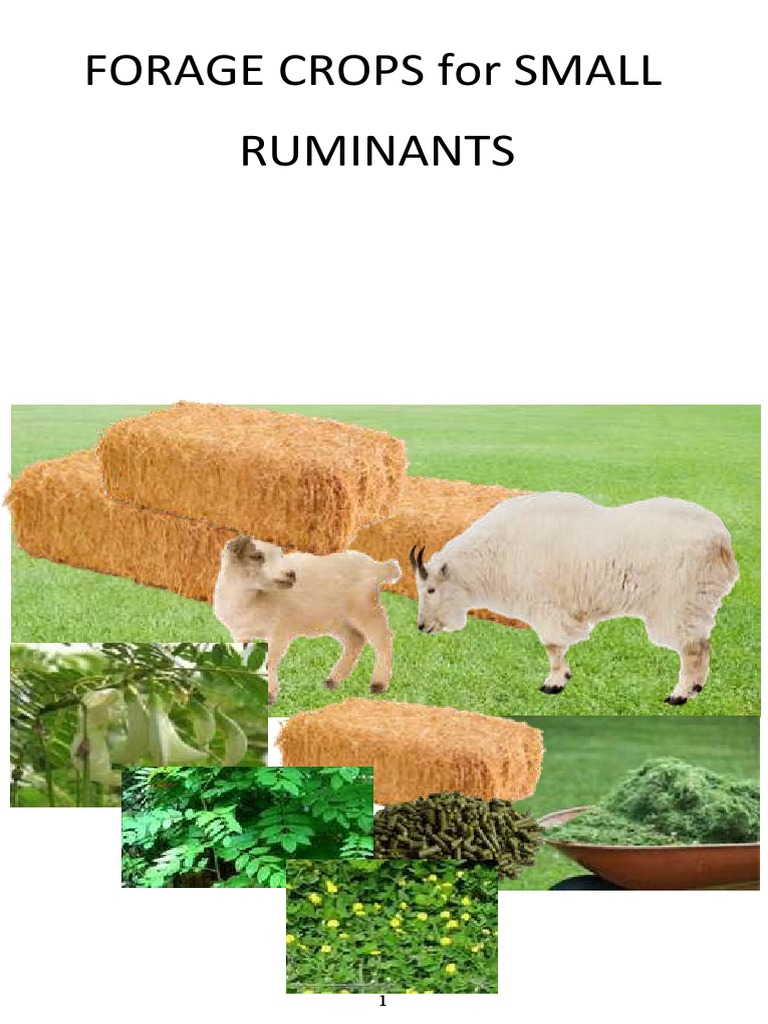 Forage Crops WORD | PDF | Legume | Organisms