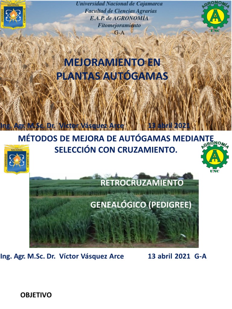 Métodos de mejoramiento genético en plantas autógamas: Retrocruzamiento y selección mediante el ...