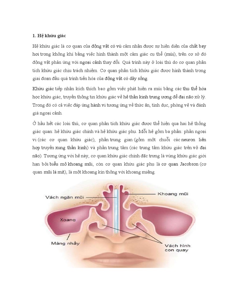 KH U Giác | PDF