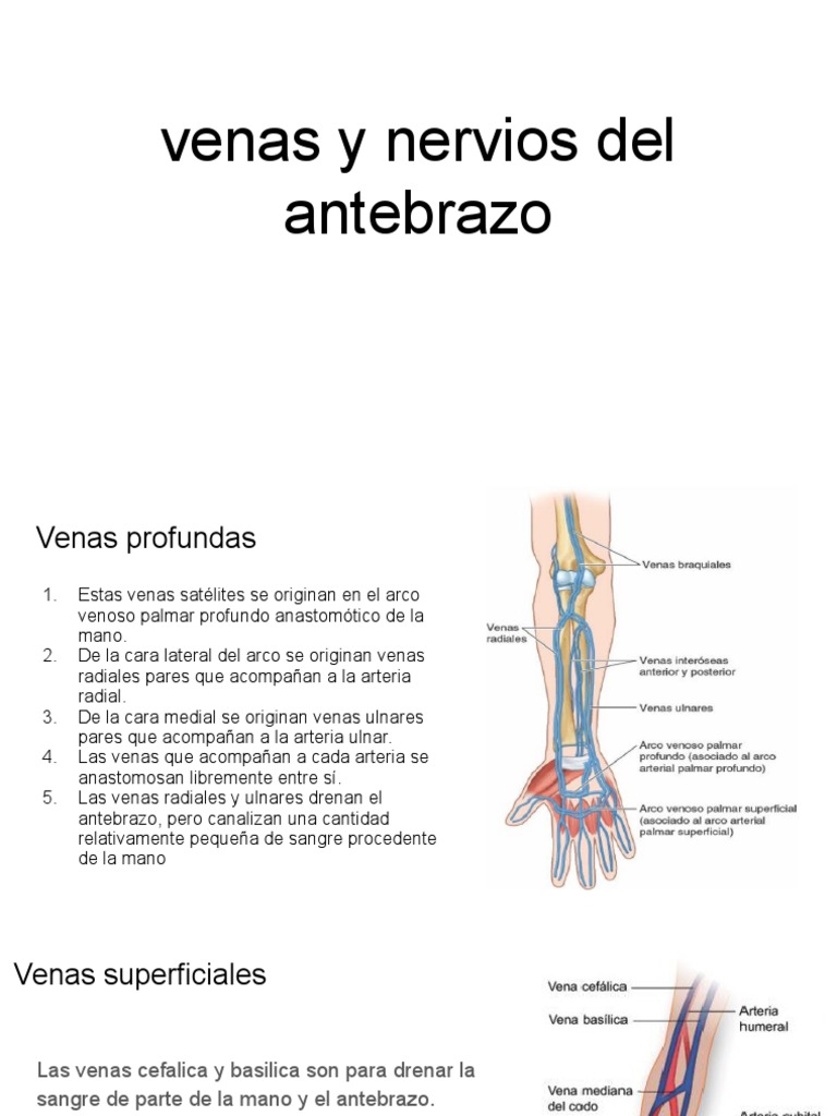 Venas y Nervios Del Antebrazo | PDF | Mano | Sistema musculoesquelético