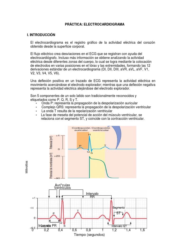 Práctica Electrocardiograma | PDF | Electrocardiografia | Sistema cardiovascular