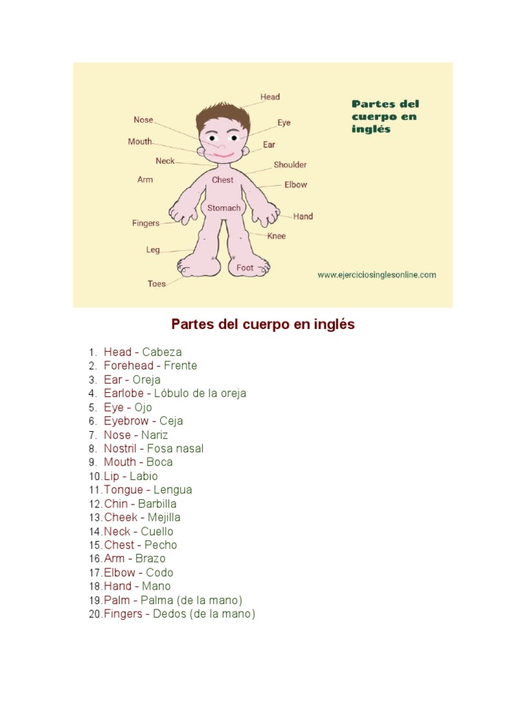 Partes Del Cuerpo Ingles Pdf