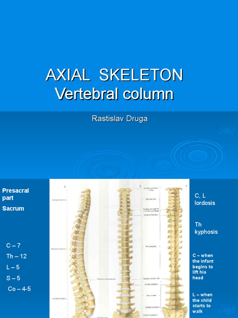 Alek Zs 0602 | PDF | Vertebra | Vertebral Column