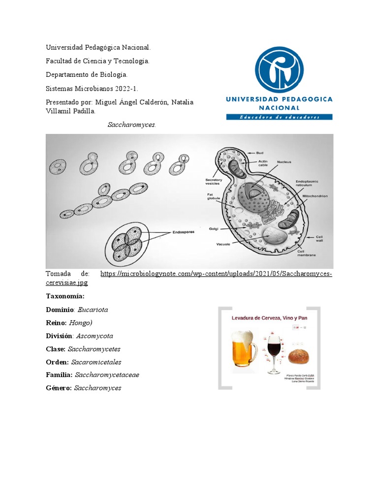 Saccharomyces | PDF | Levadura | Saccharomyces Cerevisiae