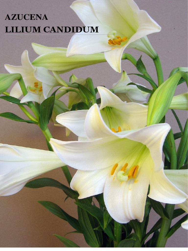 Azucena | PDF | Lilium | Plantas